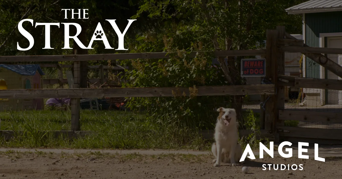 Watch The Stray | Official Trailer on Angel Studios