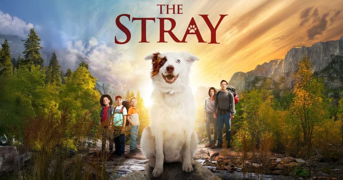 Where to Watch The Stray | Angel